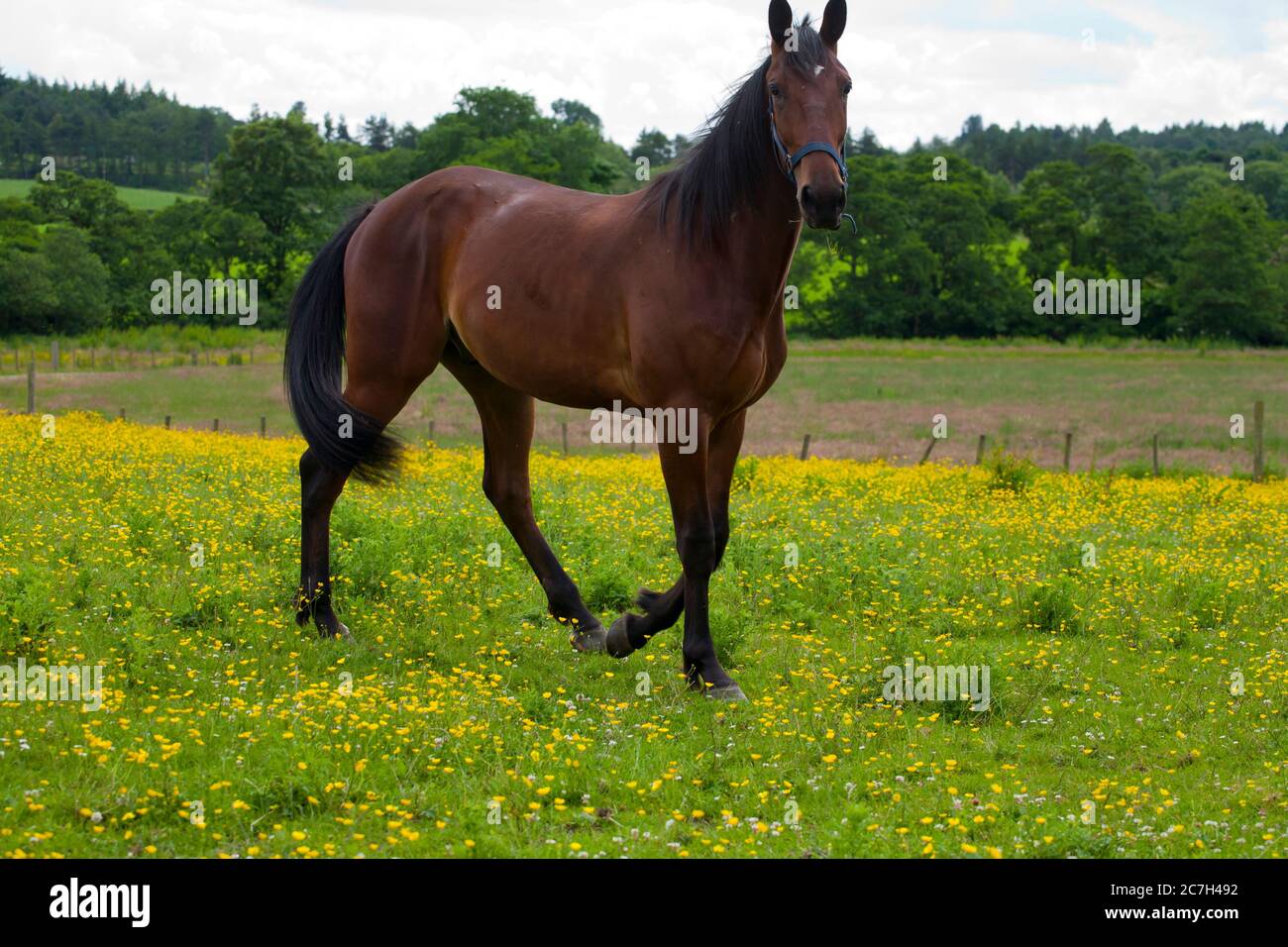 Taxonomic family equidae hi-res stock photography and images - Alamy