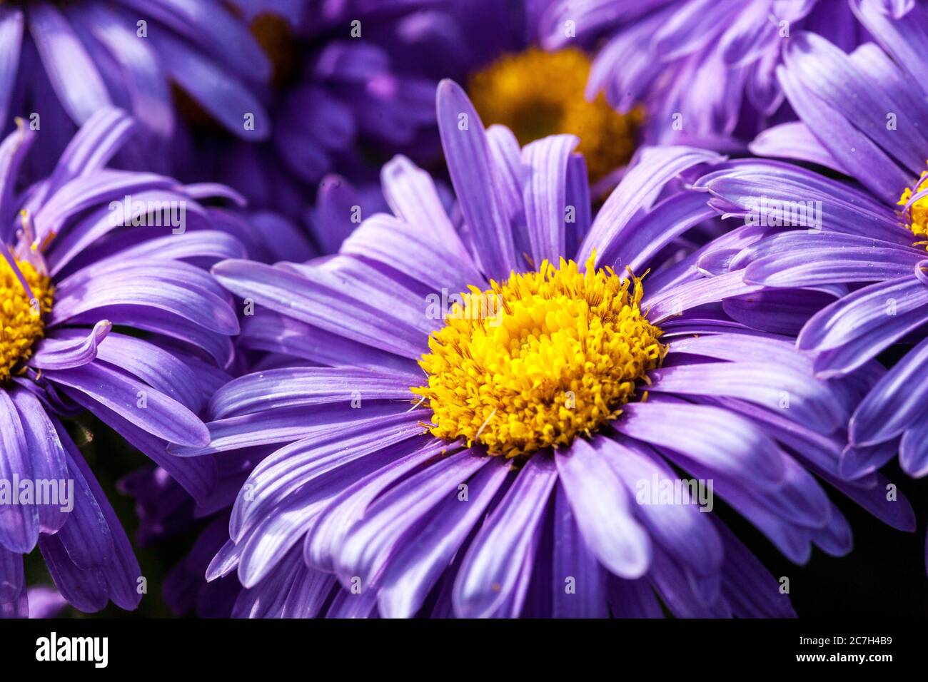Dominator hi-res stock photography and images - Alamy