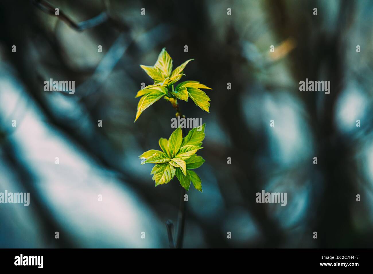 Young Spring Green Leaf Leaves Growing In Branches Of Forest Bush Plant ...