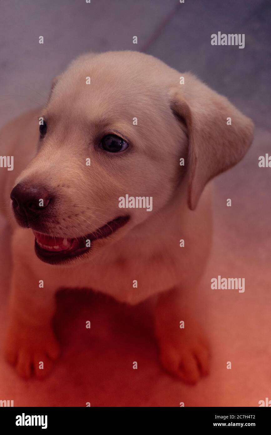 8 Week Old Labrador Puppy High Resolution Stock Photography and Images ...