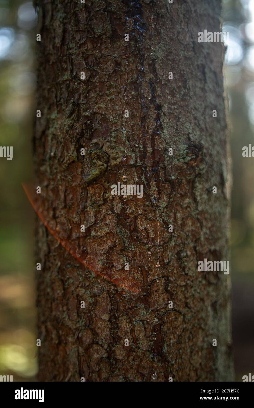 Closeup of a tree bark under sunlight with greenery on the blurry ...