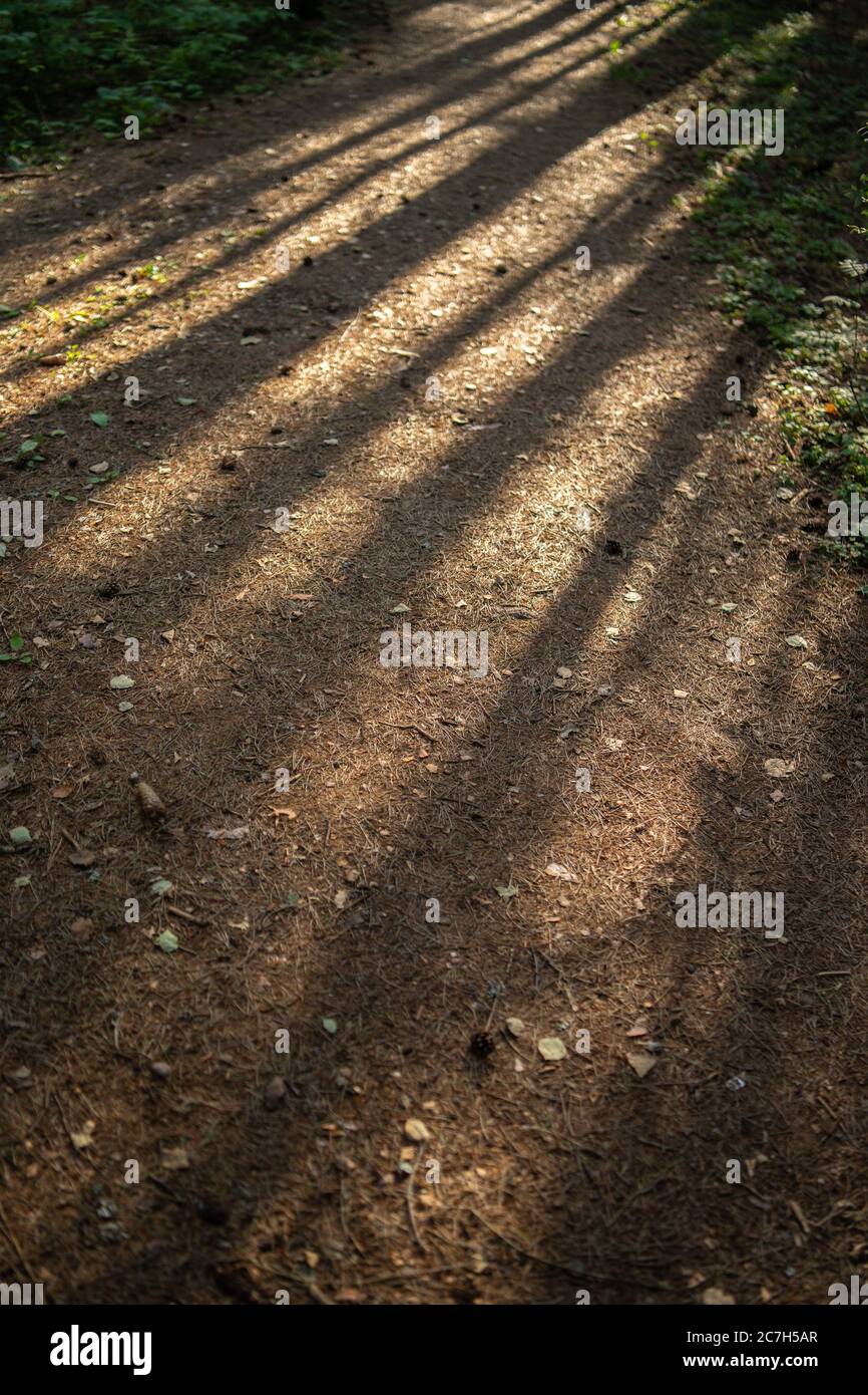 Pathway covered in leaves and branches under sunlight and tree shadows ...