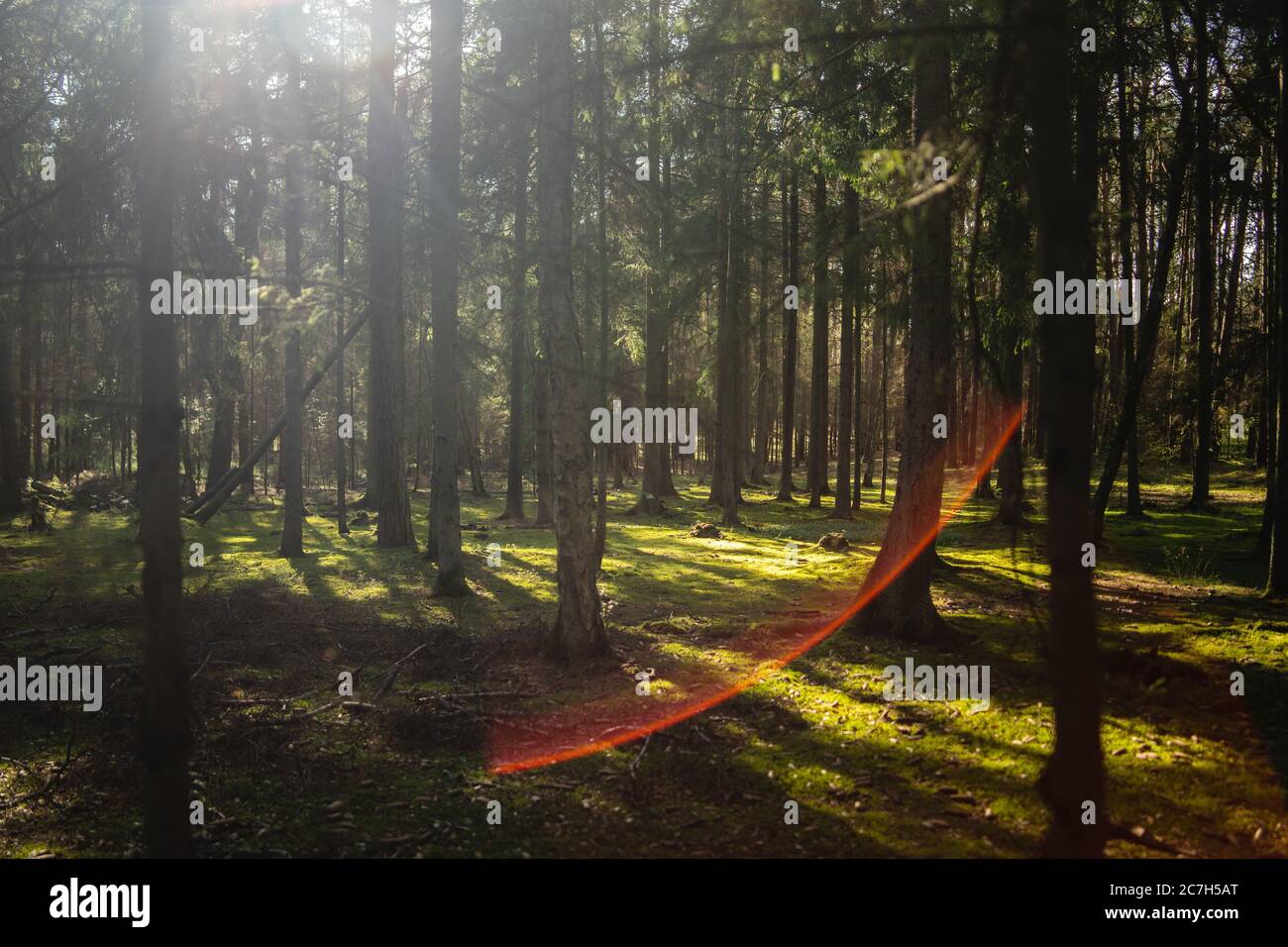 Forest covered in trees and grass sunder sunlight with bokeh effect ...