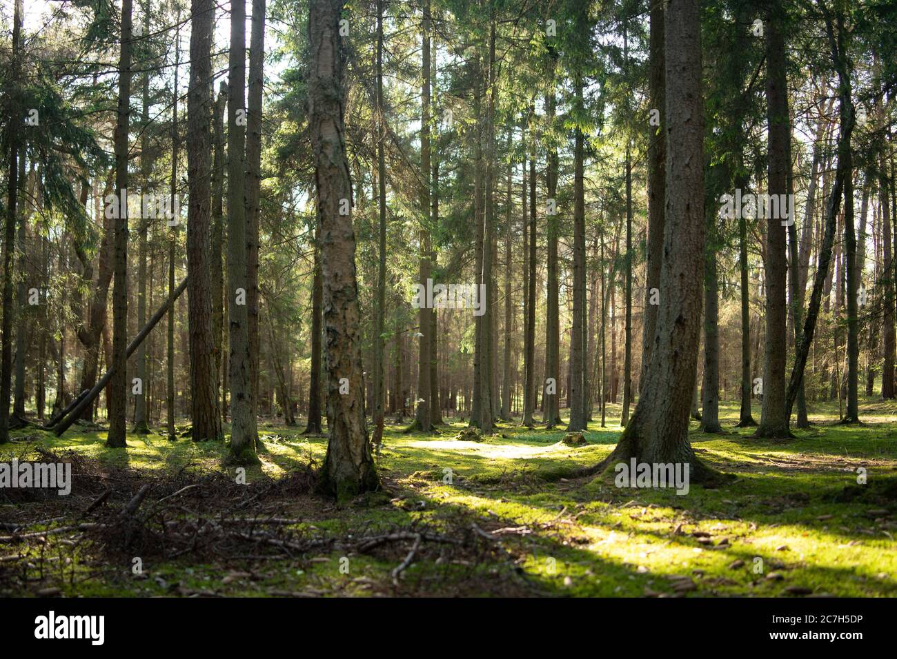Forest covered in grass and trees under the sunlight during daytime ...