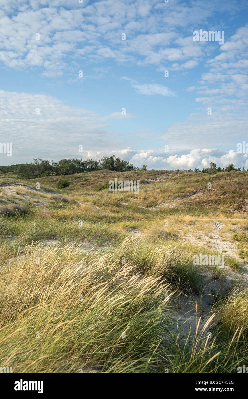 Field covered in grass and bushes under a cloudy sky and sunlight Stock ...