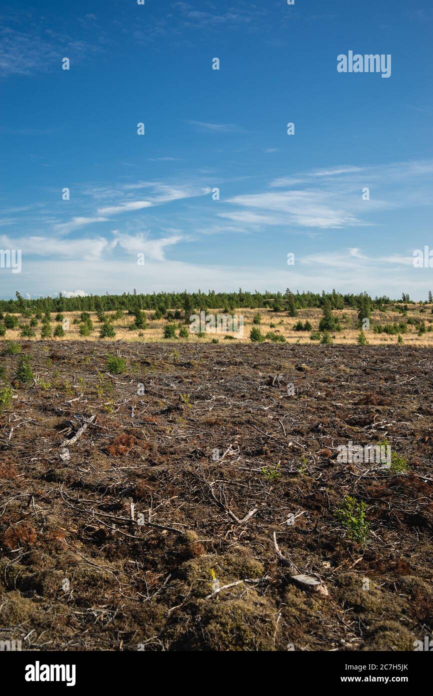 Field covered in bushes grass and branches under a blue sky and ...