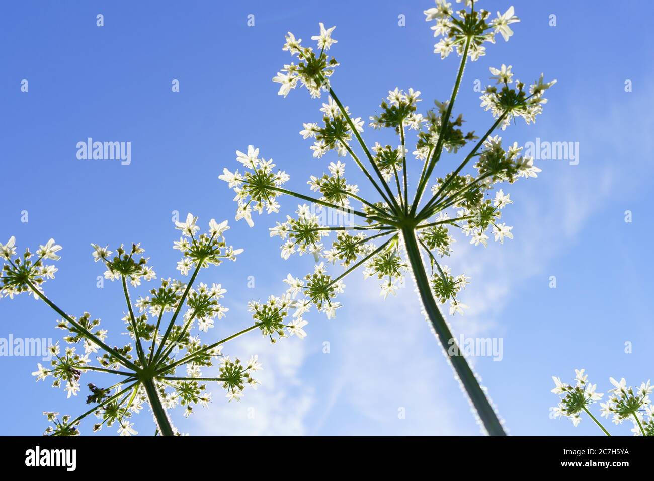 View from underneath umbrella-like Hemlock flowers with blue sky and ...