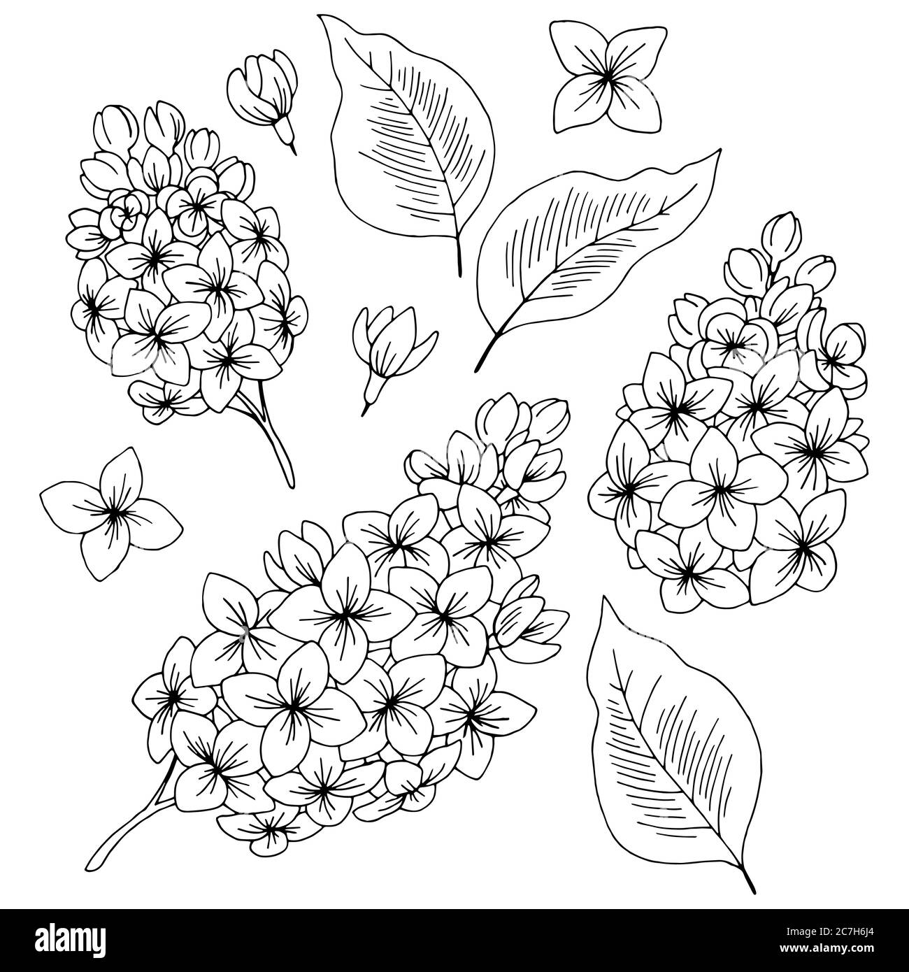 Lilac flower illustration Stock Vector Images - Alamy