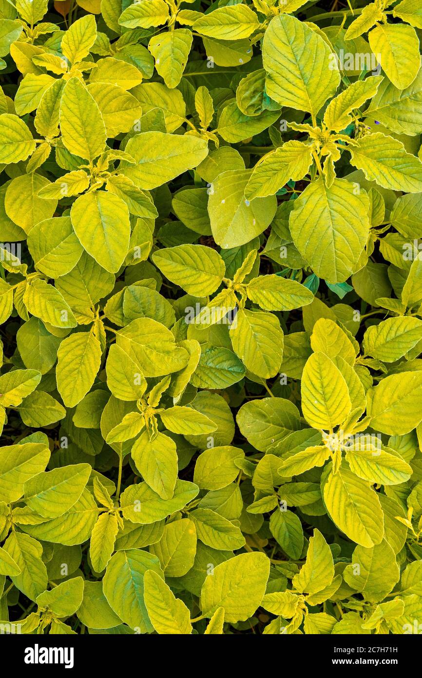 light green bush leaves background. garden work, vertical image Stock ...
