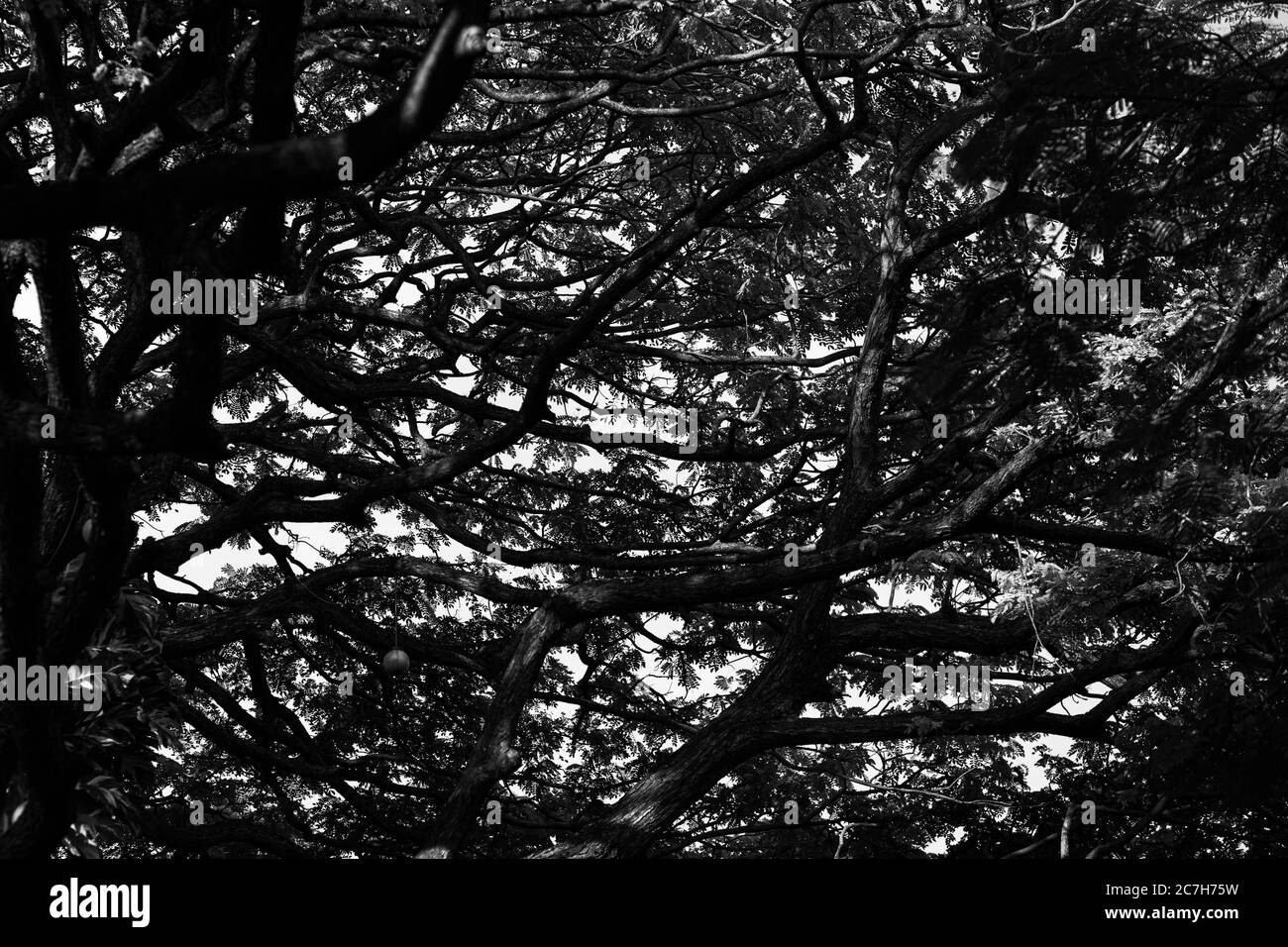 Greyscale low angle view of tree branches covered in leaves under ...