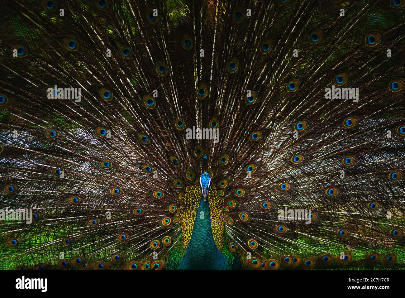 Blue and yellow peacock with beautiful feathers on the ground under the ...