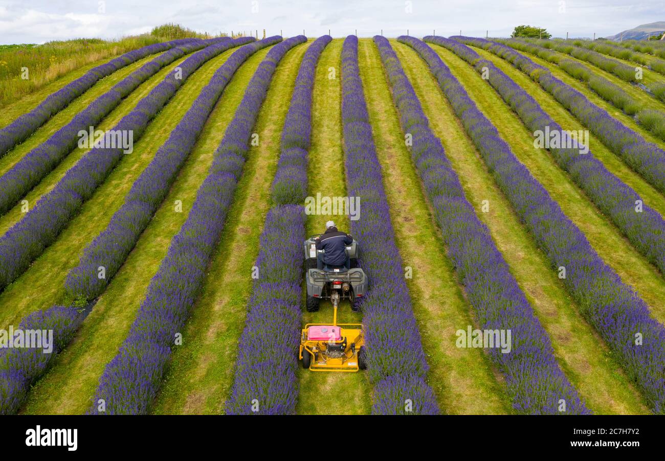 Perth & Kinross, Scotland, UK. 17 July, 2020. Aerial images of rows of ...