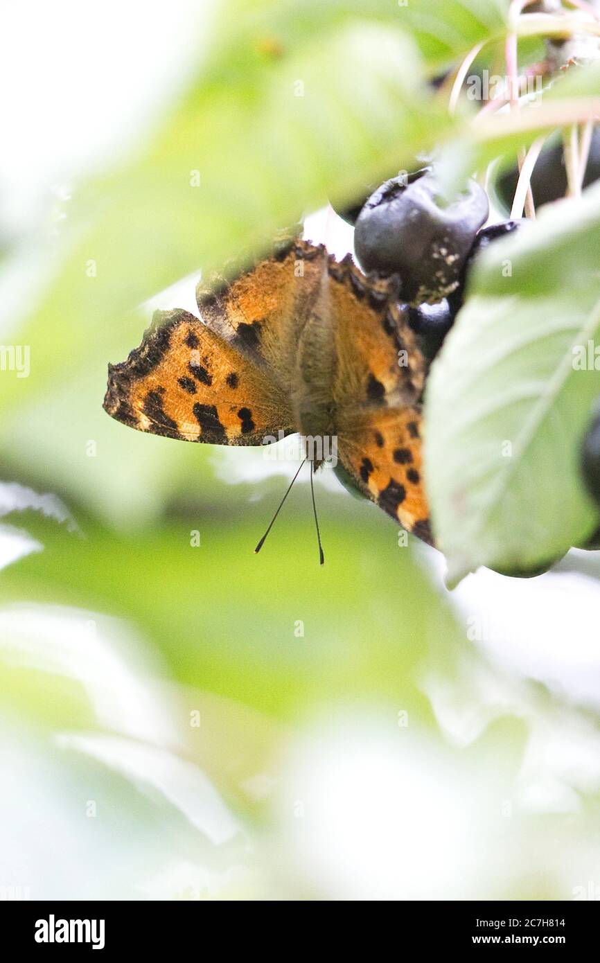Large tortoiseshell butterfly hi-res stock photography and images - Alamy