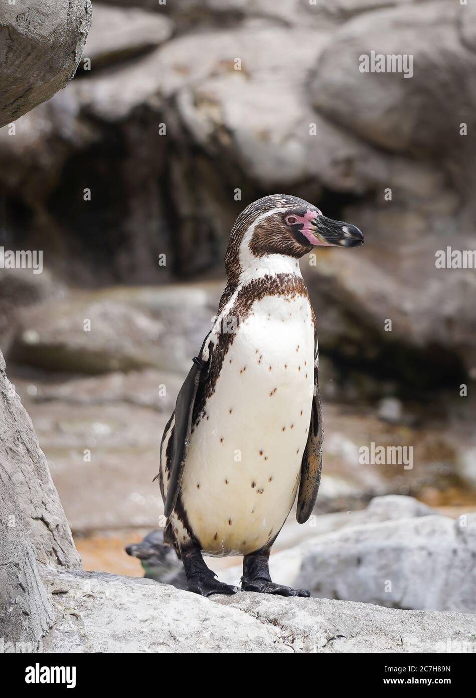 Penguin Enclosure High Resolution Stock Photography and Images - Alamy