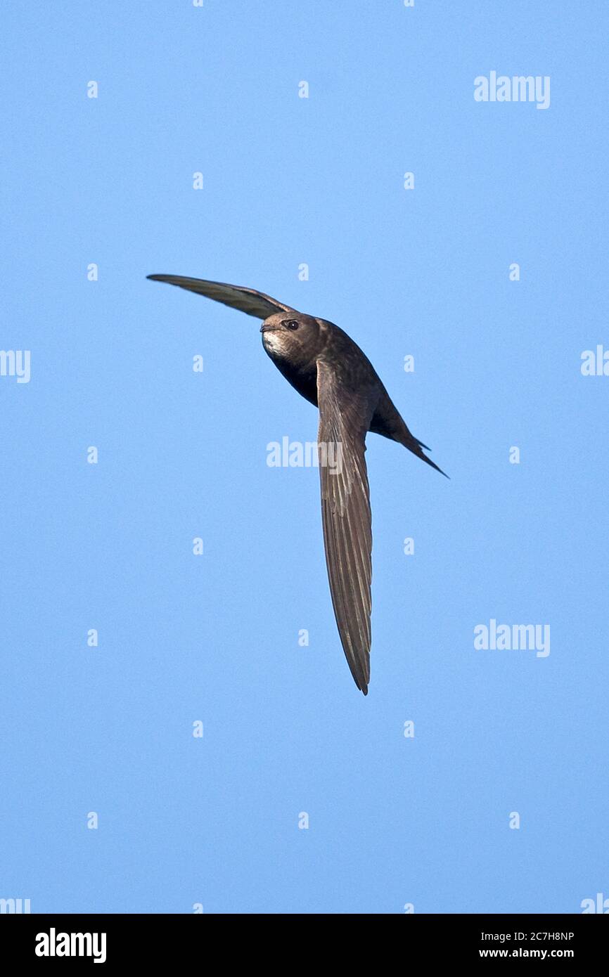 Common Swift (Apus apus Stock Photo - Alamy