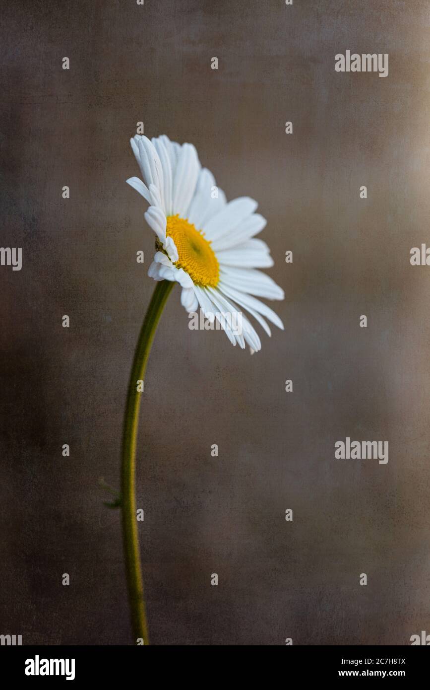 Close up daisy texture hi-res stock photography and images - Alamy