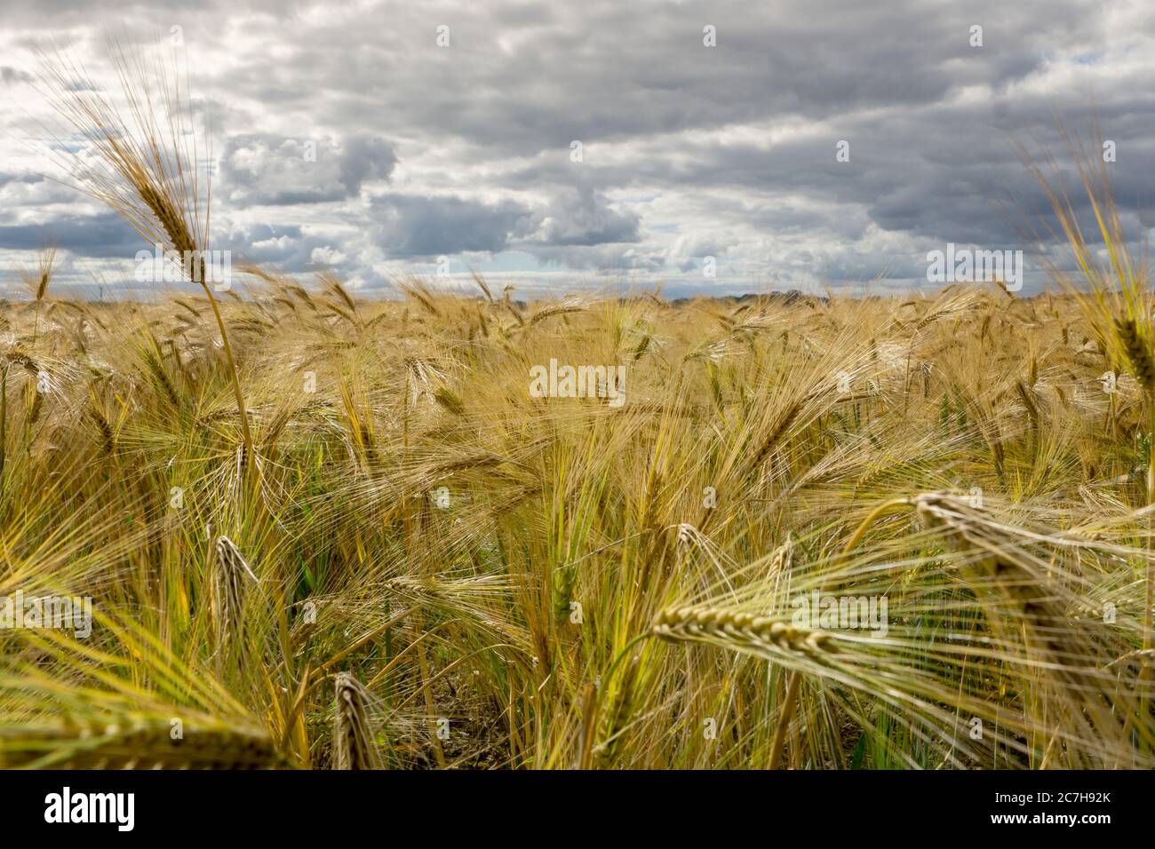 Bearded Barley nearly reaching the point of Harvest I in a field near ...