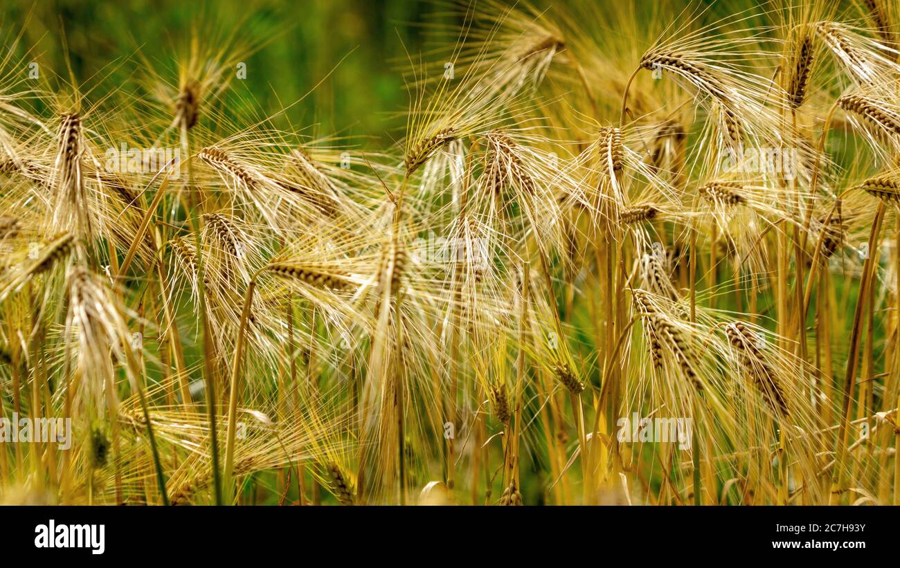 Bearded wheat grass hi-res stock photography and images - Alamy