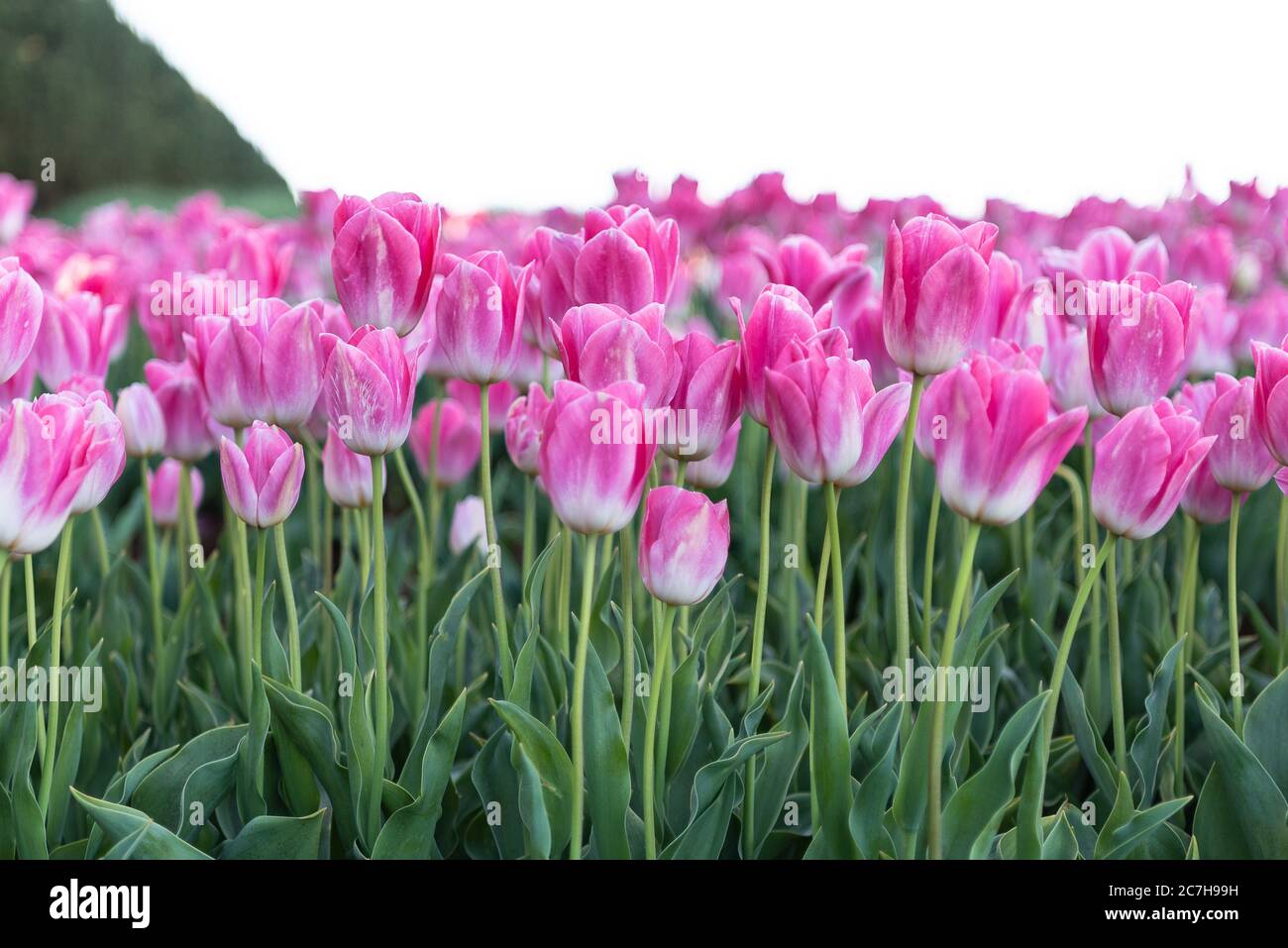 Golden hour white flowers hi-res stock photography and images - Alamy