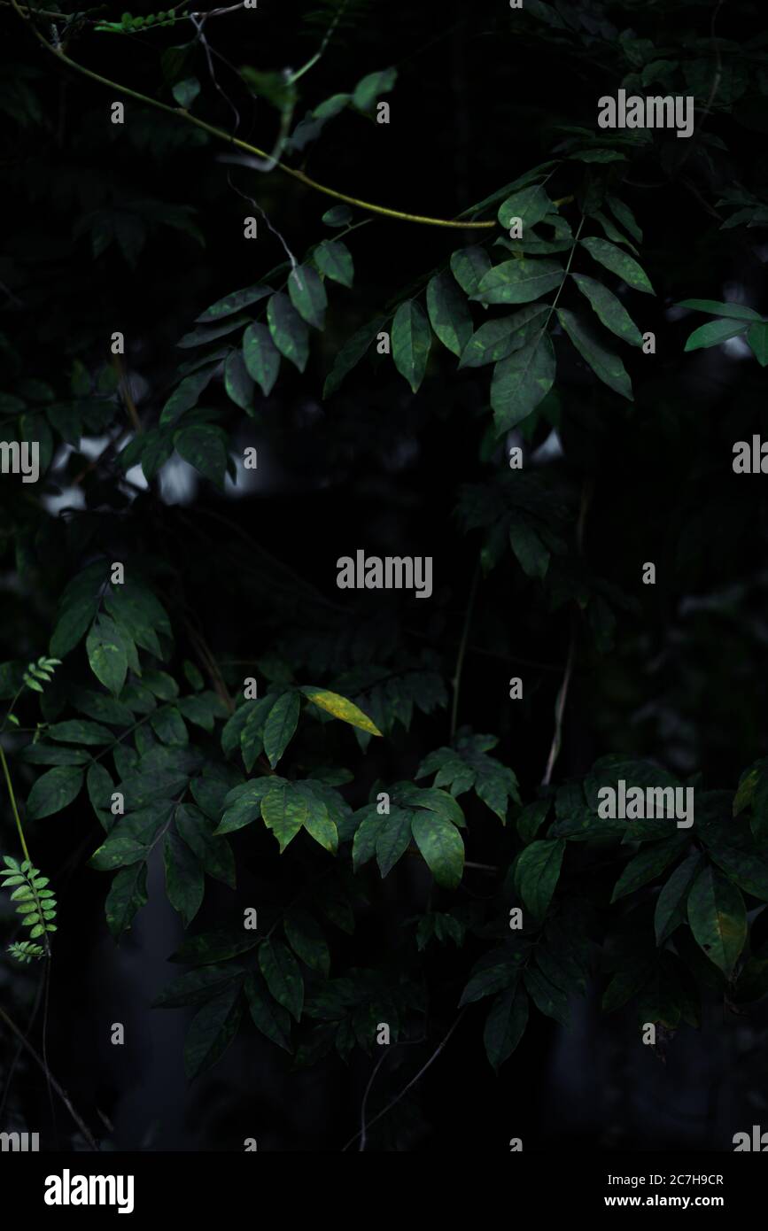Deep green leaves climbing plant with dark background Stock Photo - Alamy