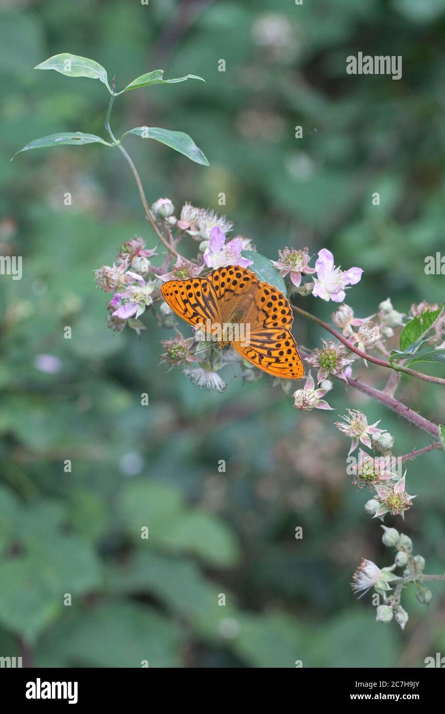 Silver-washed Fritillary(Argynnis paphia Stock Photo - Alamy