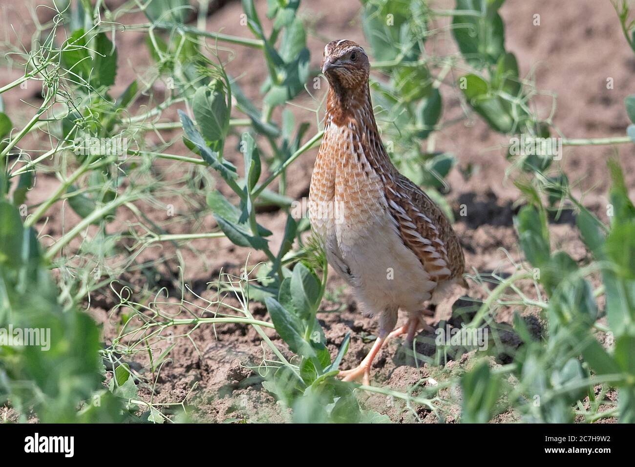 Common Quail (Coturnix coturnix Stock Photo - Alamy