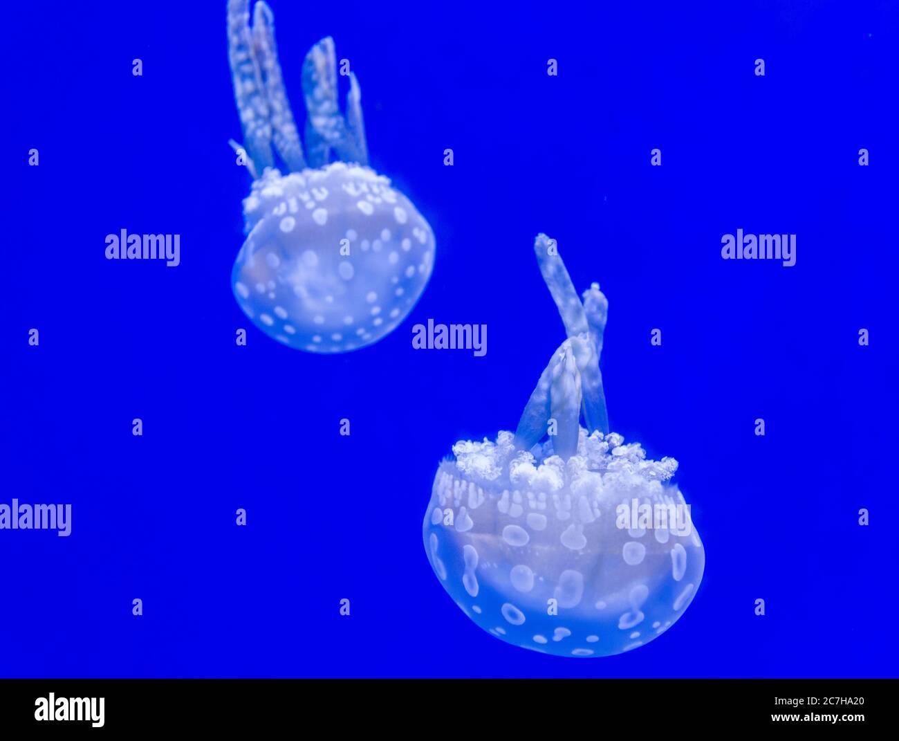 Beautiful jellyfish floating in aquarium water Stock Photo - Alamy