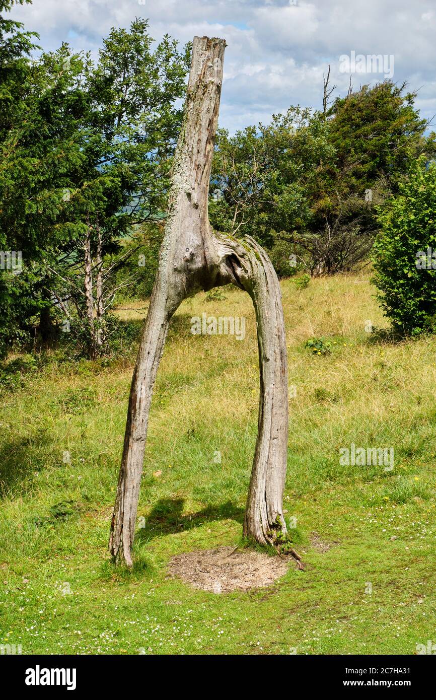 Tree stump on Arnside Knott, Arnside, Cumbria Stock Photo - Alamy