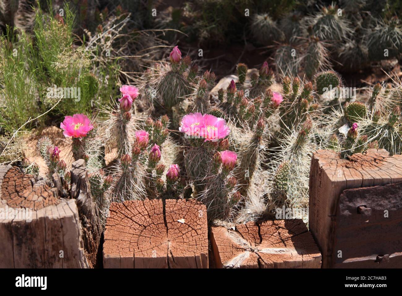 Pink flowers grow in the desert soil at Meteor City Trading Post ...