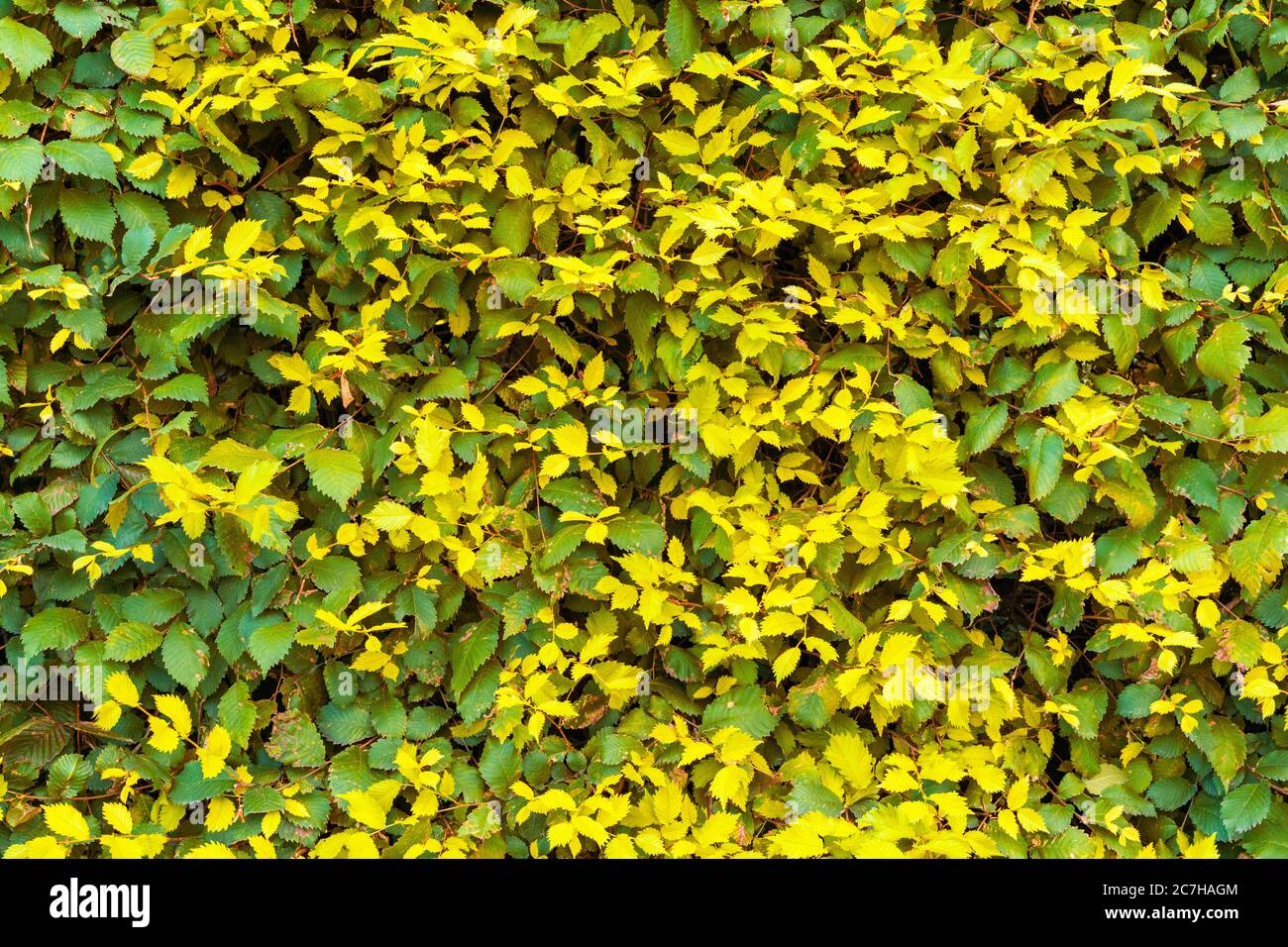 background of yellow and green leaves. garden care and park art. plants ...