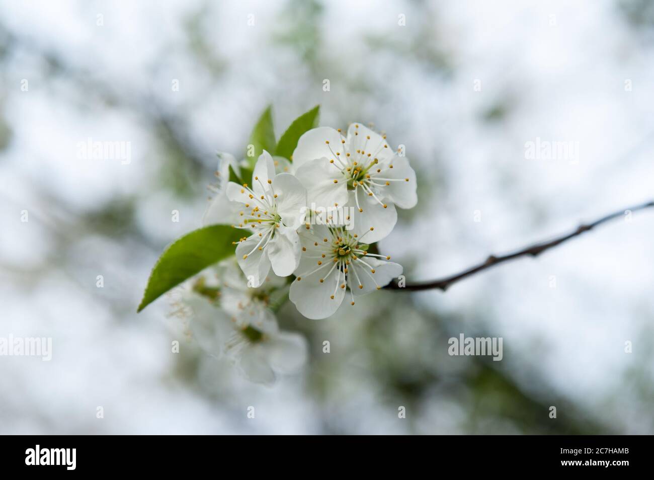 Poland flower hi-res stock photography and images - Alamy