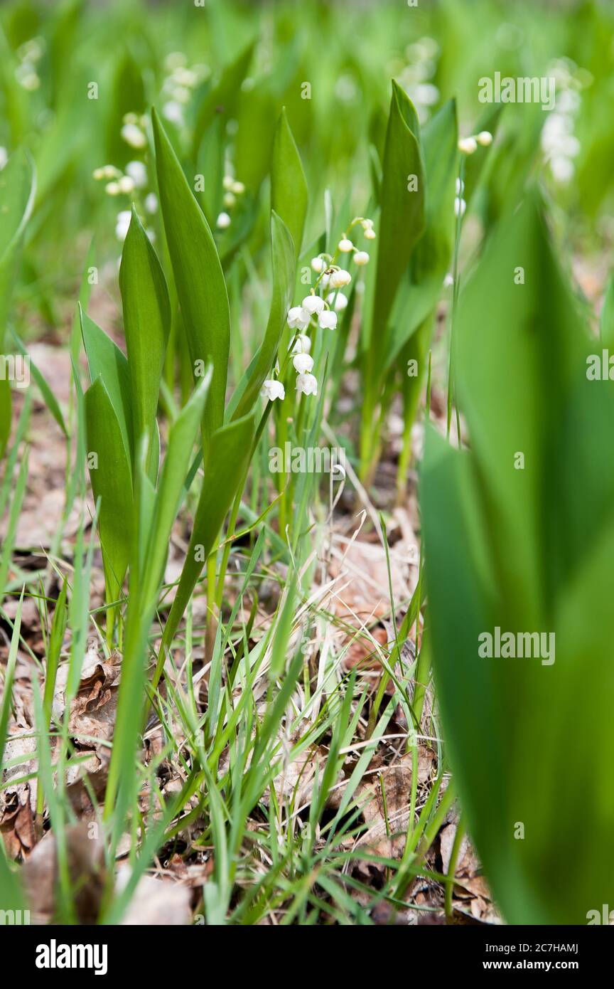 Poland national flower hi-res stock photography and images - Alamy