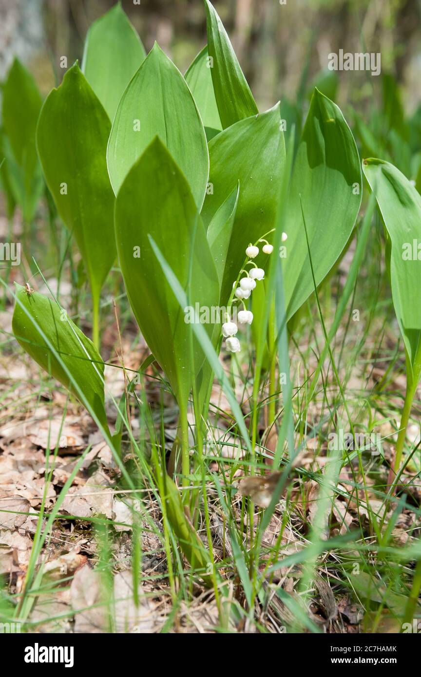Lily-of-the-valley in Kampinos National Park, Poland Stock Photo - Alamy