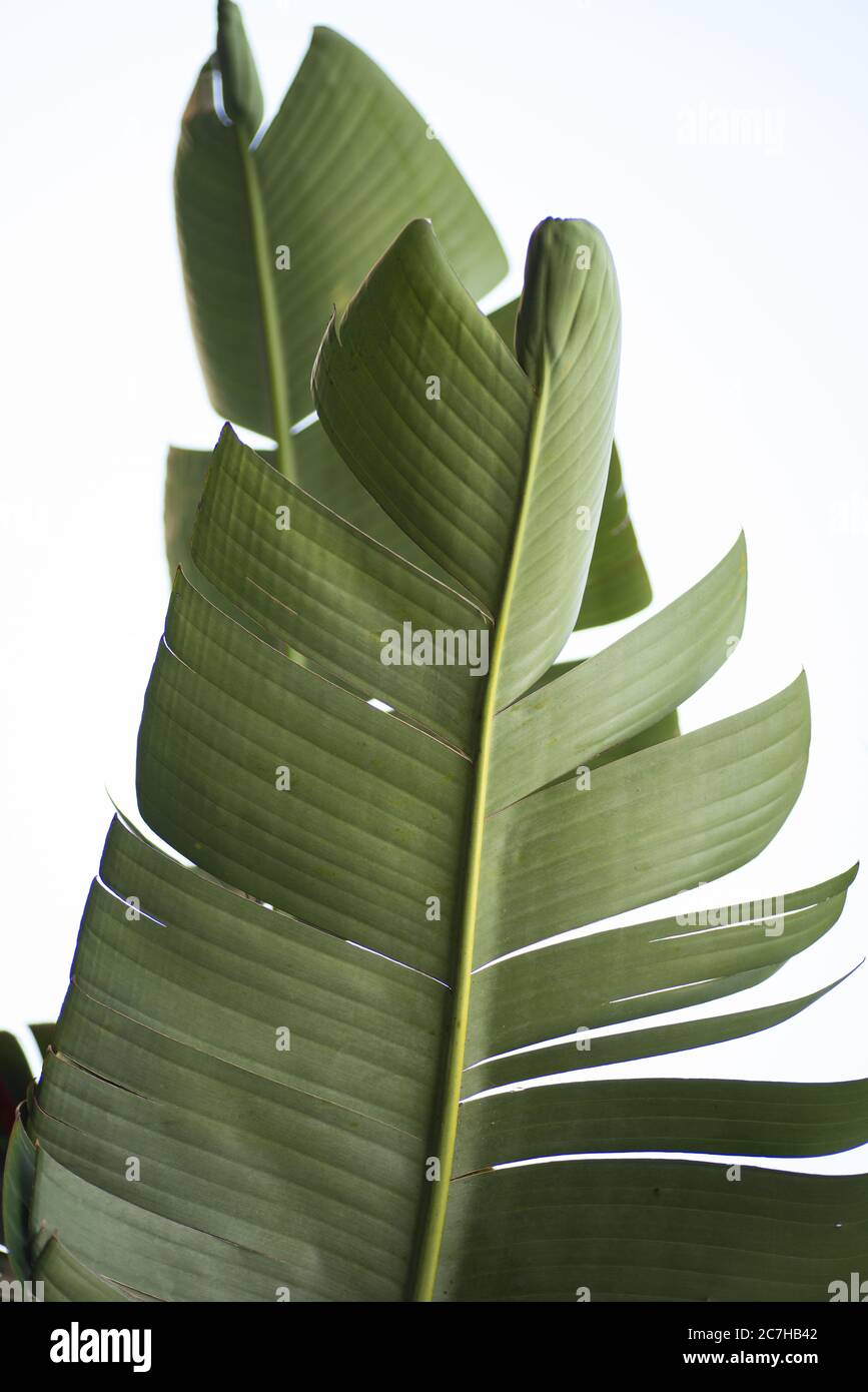 Vertical closeup shot of green banana leaves against a white background ...