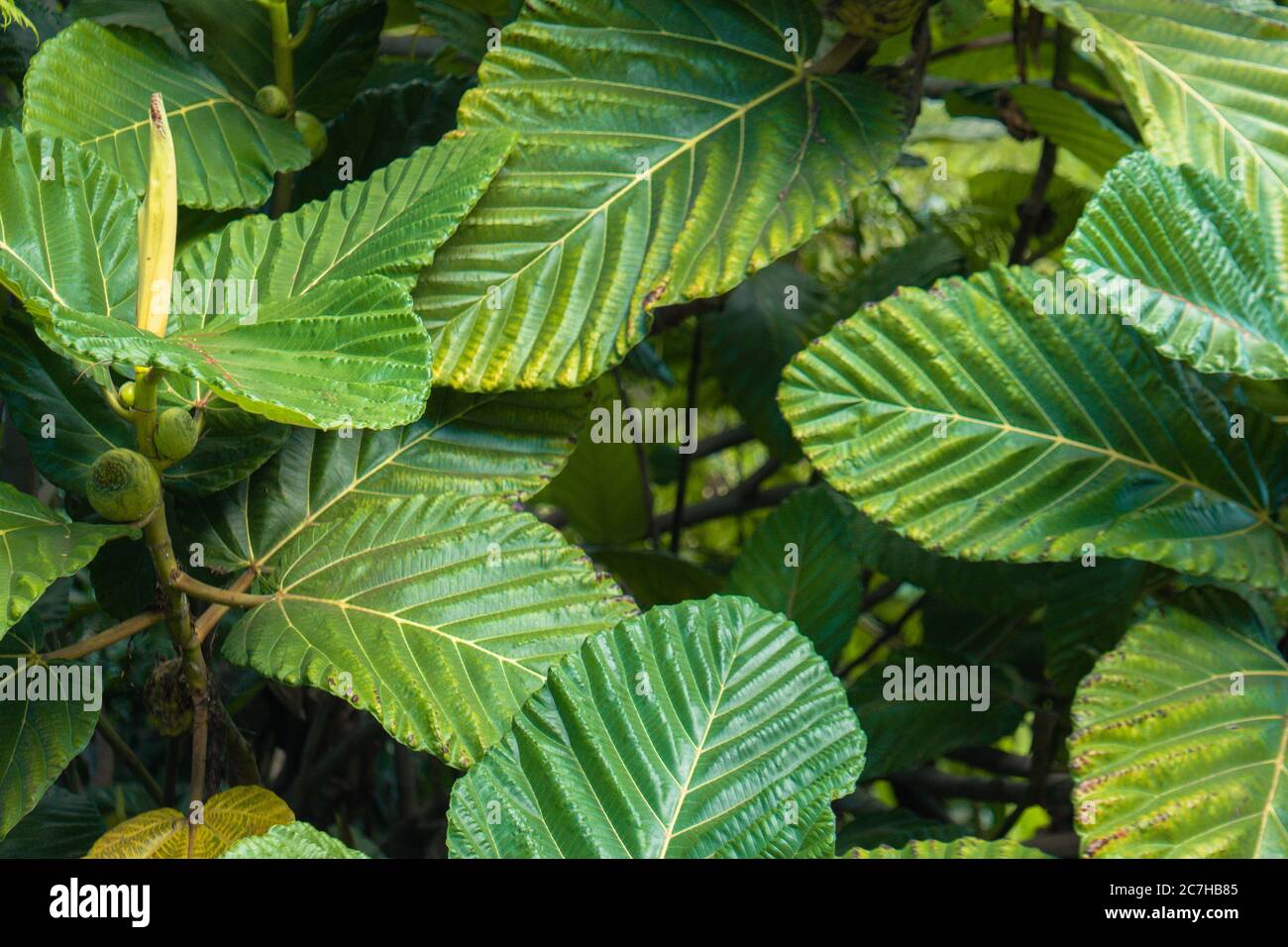 Closeup of Winged elm leaves under sunlight with a blurry background ...