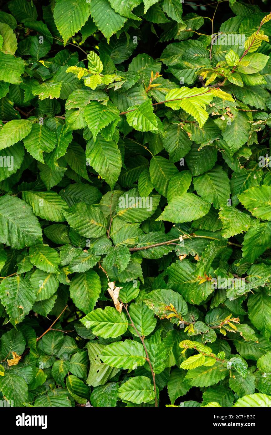 natural green bush leaves background. garden work. many green leaves on ...