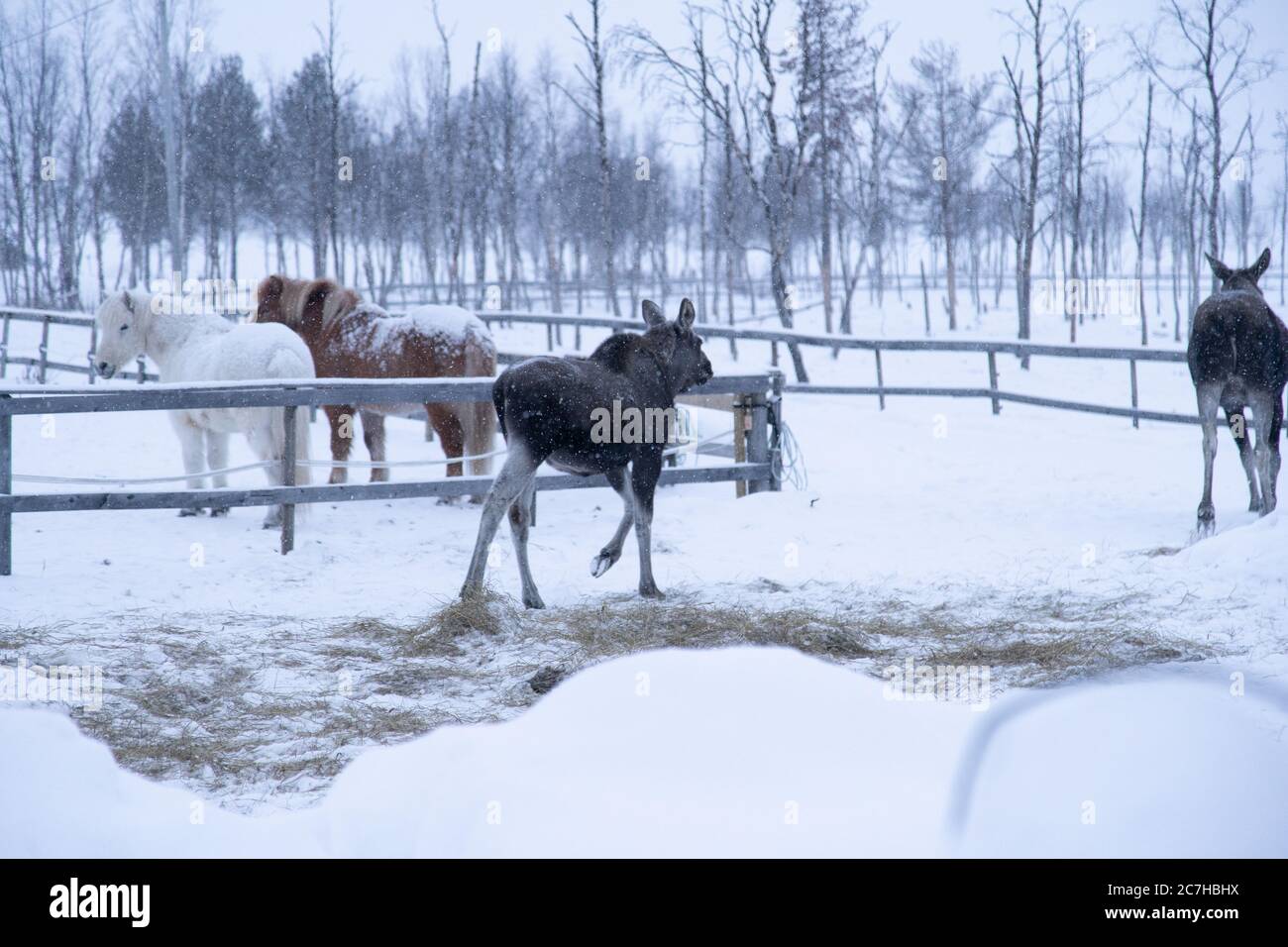 Moose walking in the farm surrounded by a wooden fence in winter Stock ...