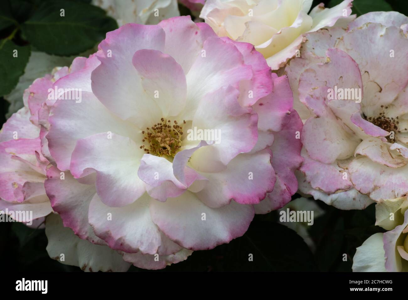 Garden Rose Flower, Variety 'Charles Aznavour' Stock Photo - Alamy