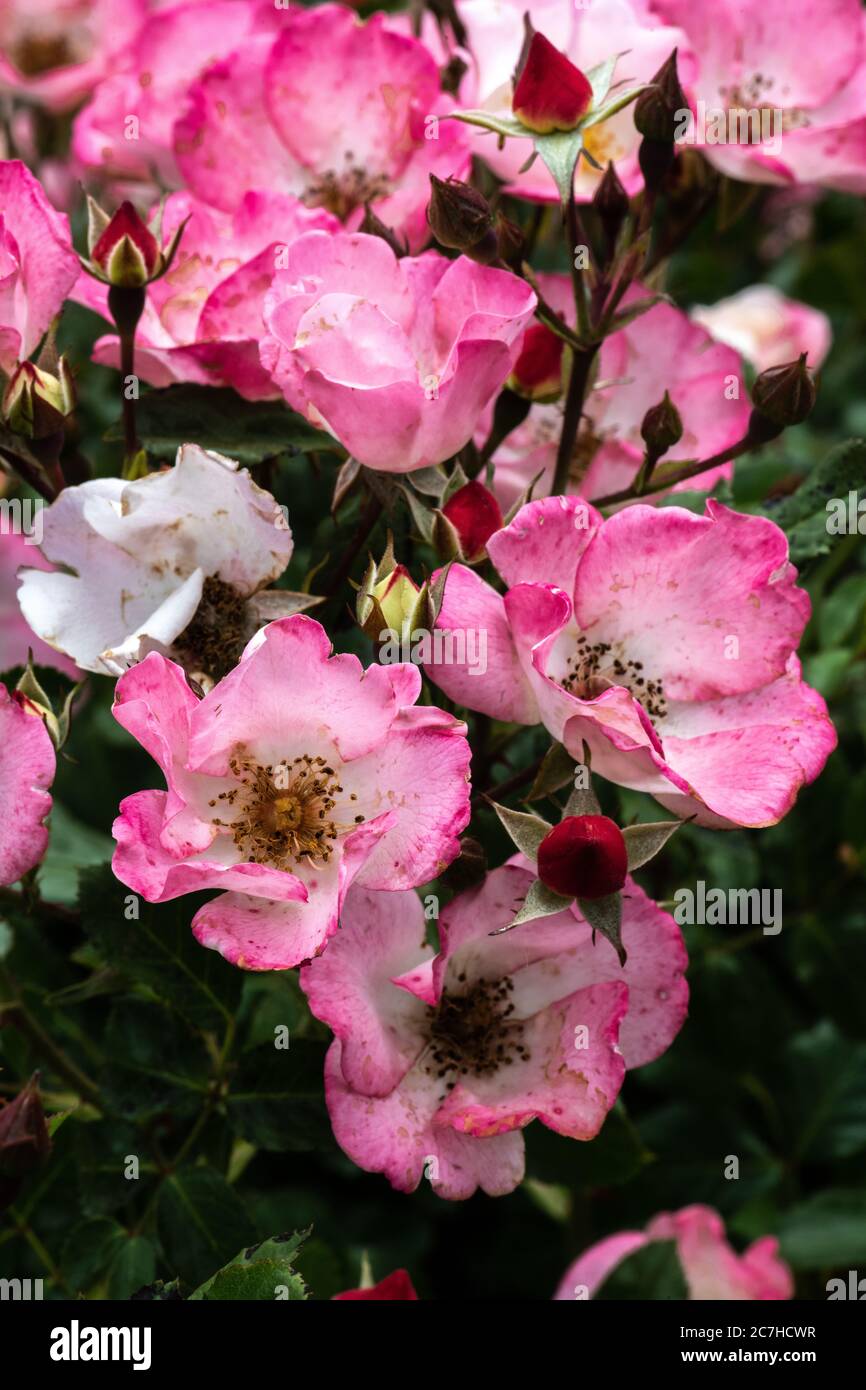 Carefree delight hi-res stock photography and images - Alamy