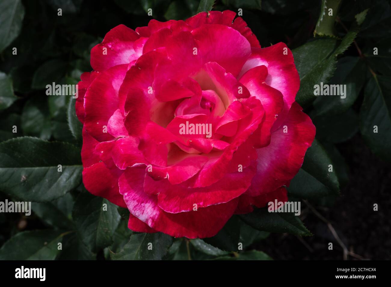 Color magic hi-res stock photography and images - Alamy
