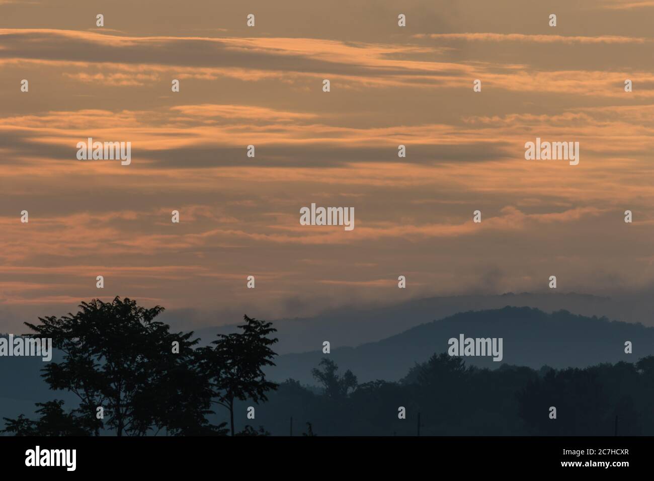Sumac tree silhouette swaying in soft breeze against amazing sunrise ...