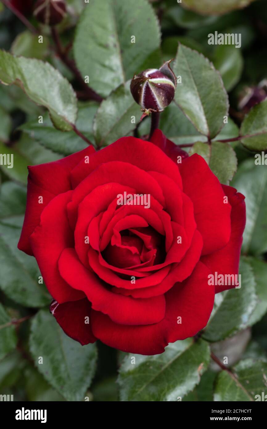 Garden Rose Flower, Variety 'Crimson Bouquet' Stock Photo - Alamy