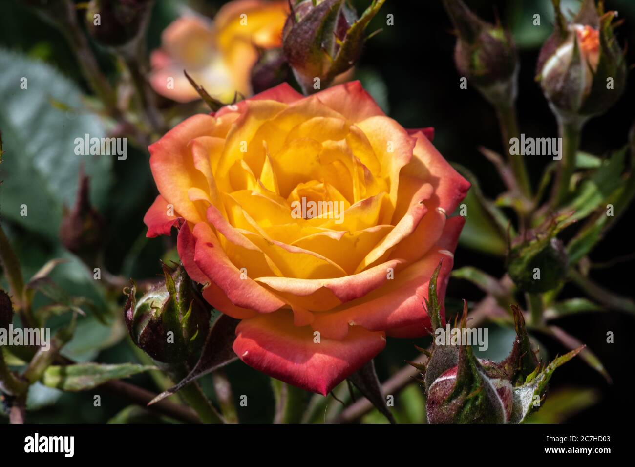 Garden Rose Flower, Variety 'Dee Bennett' Stock Photo - Alamy