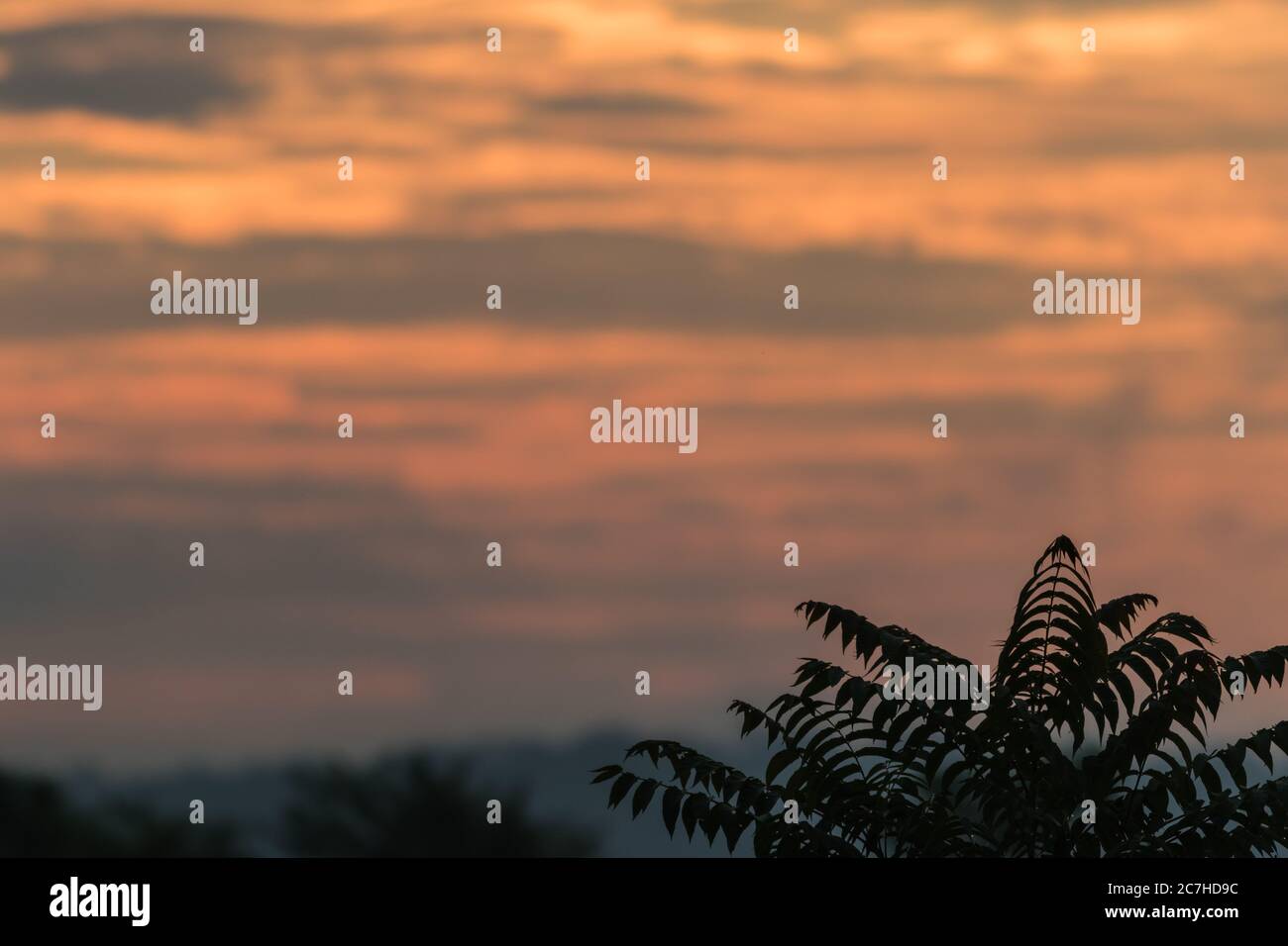 Sumac tree silhouette swaying hi-res stock photography and images - Alamy