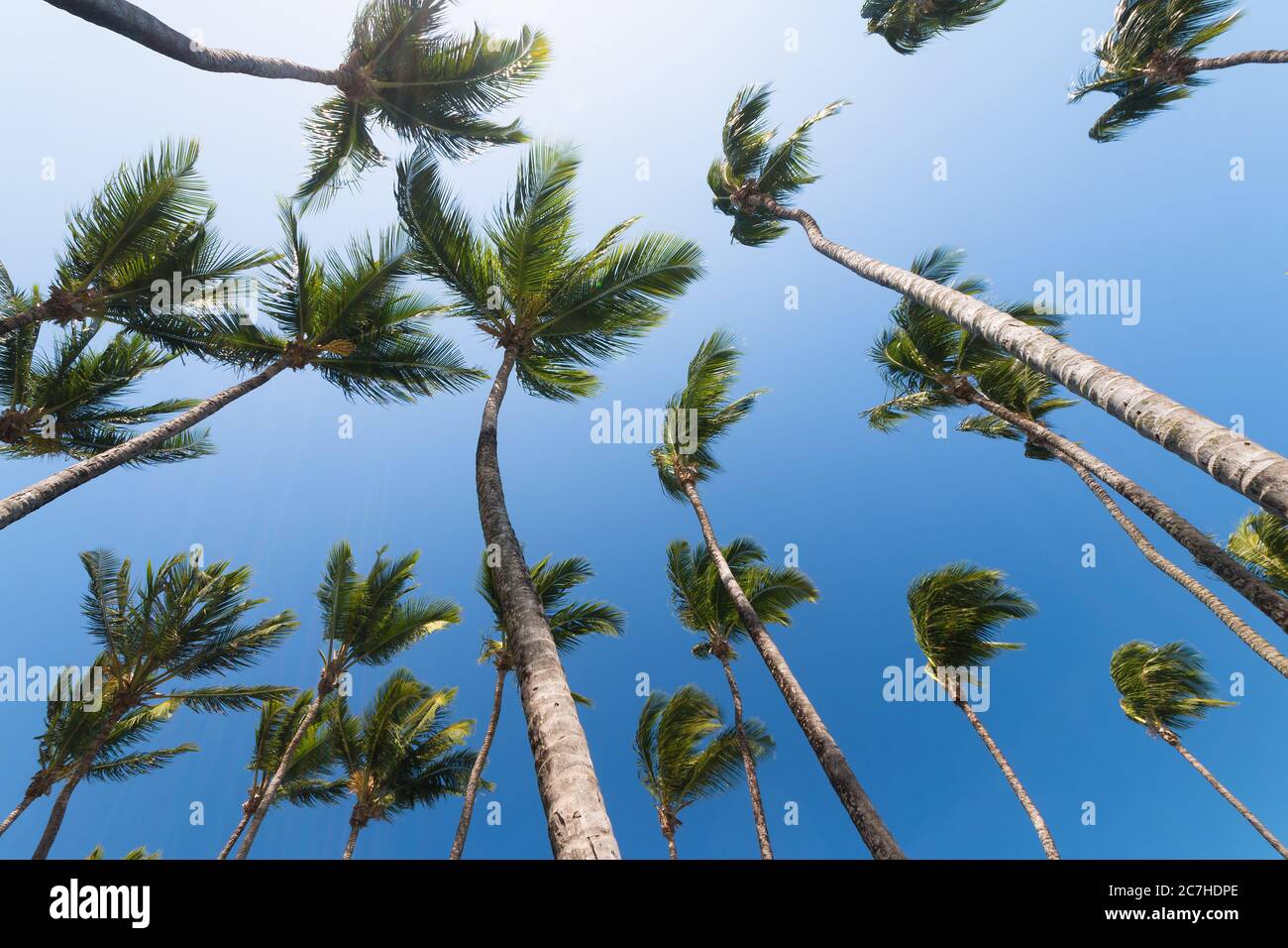Coconut trees with blue sky - Tropical summer concept Stock Photo - Alamy
