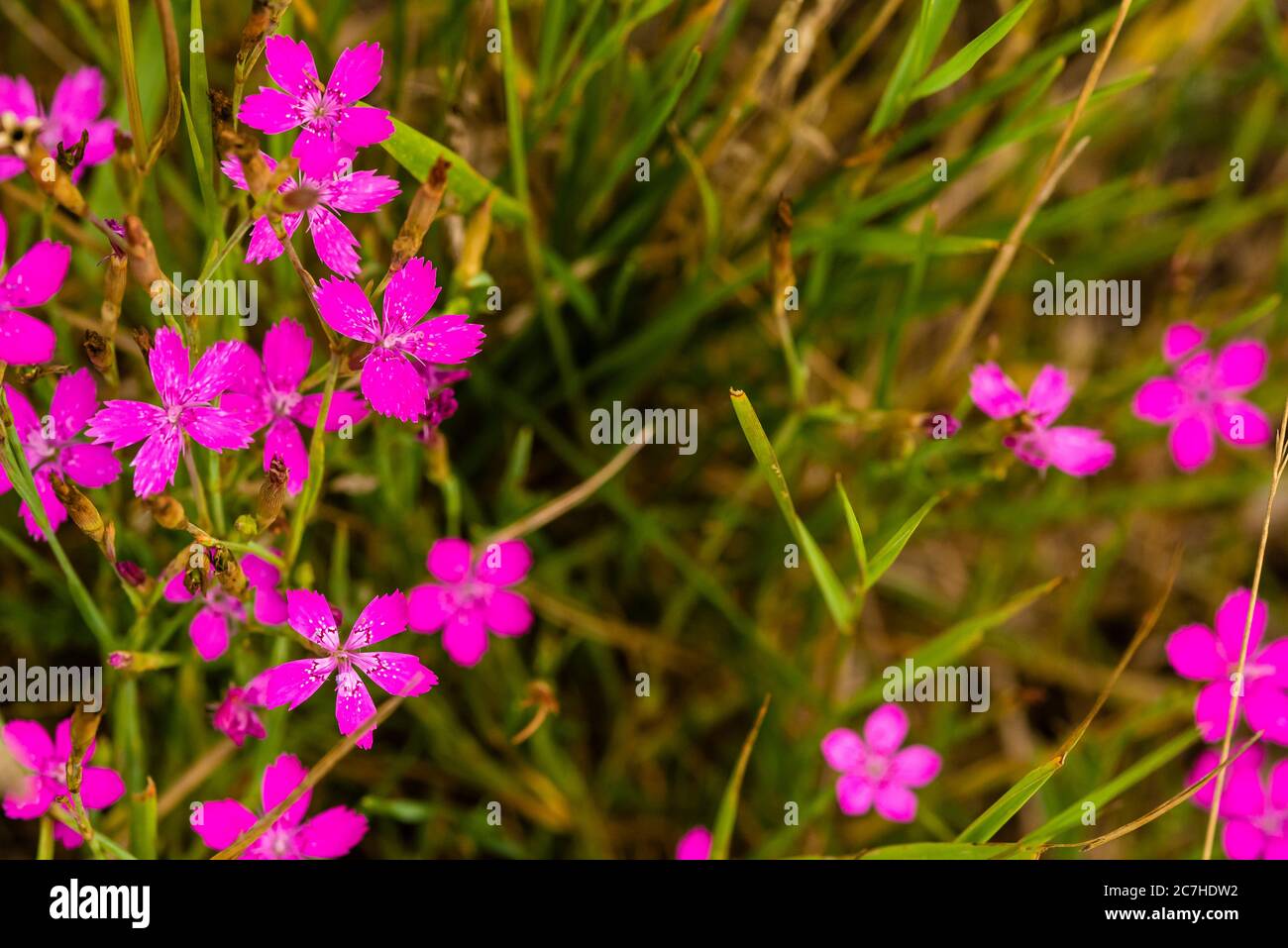 Beautiful Maiden Pink on a Meadow, Nice Dianthus deltoides Stock Photo ...