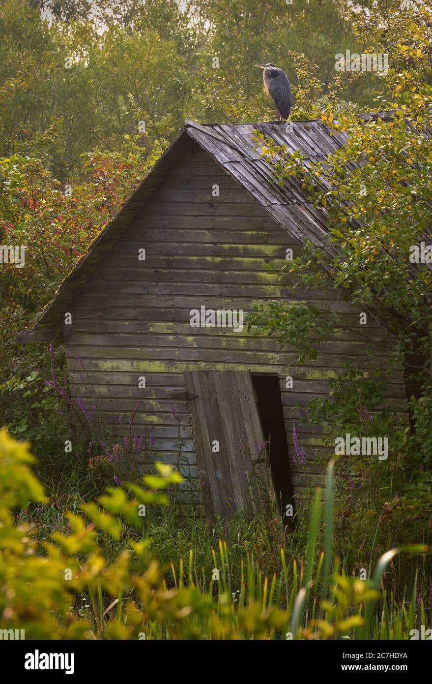 Rustic Shed and Heron. A Great Blue Heron perches on old shed in the ...