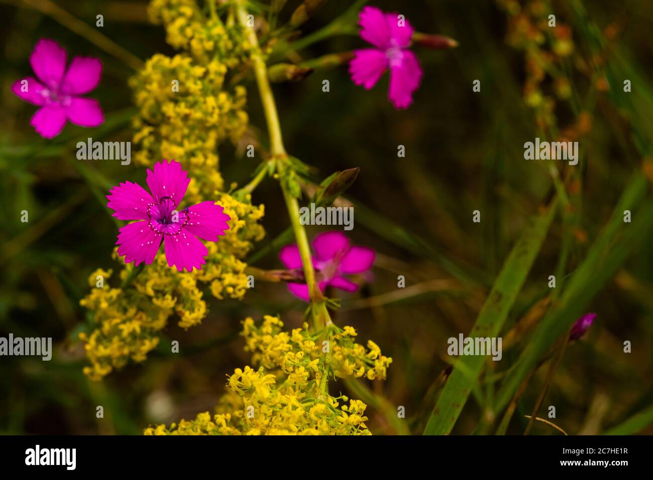 Beautiful Maiden Pink on a Meadow, Nice Dianthus deltoides Stock Photo ...