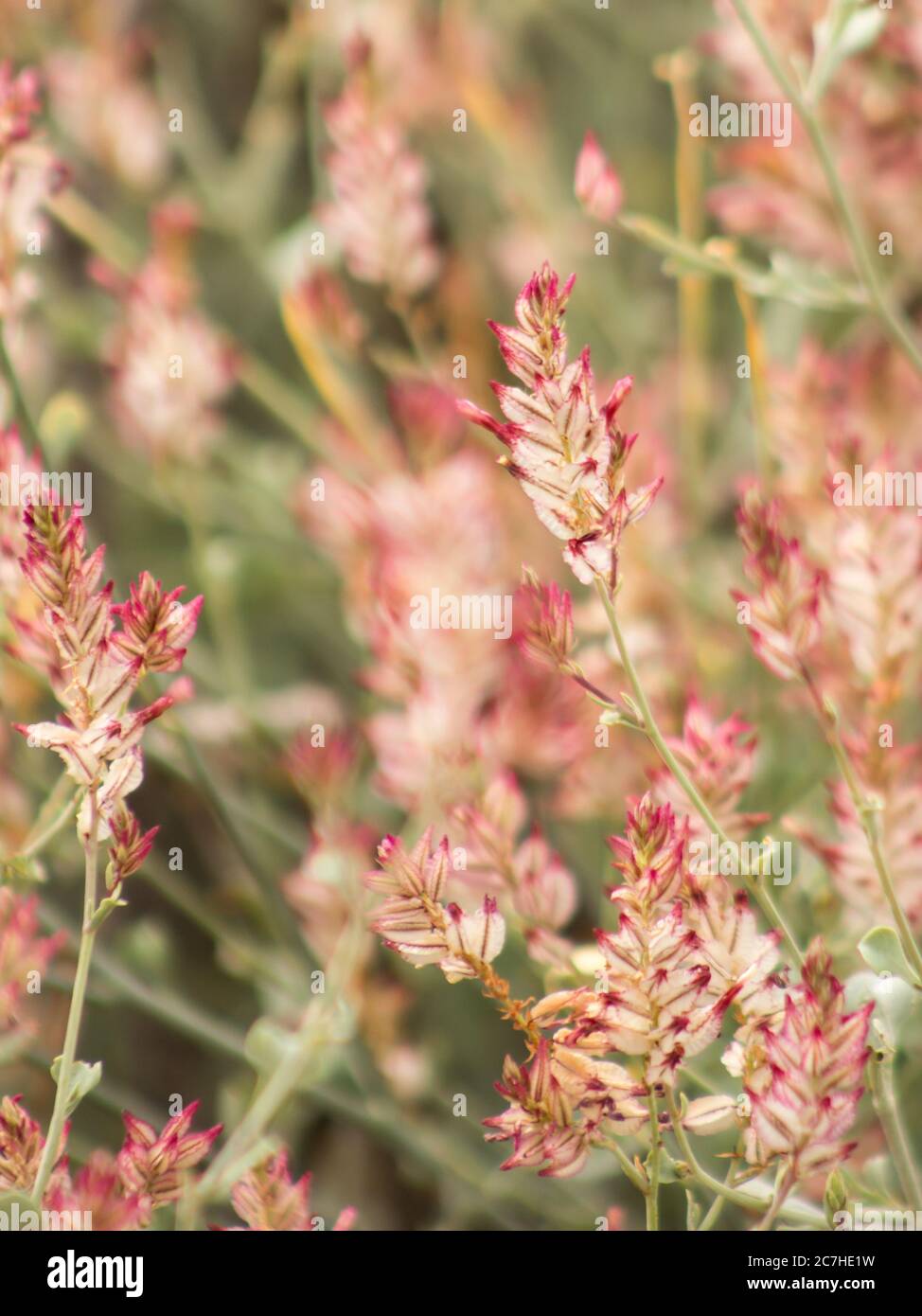 Wild flowers nature veld hi-res stock photography and images - Alamy