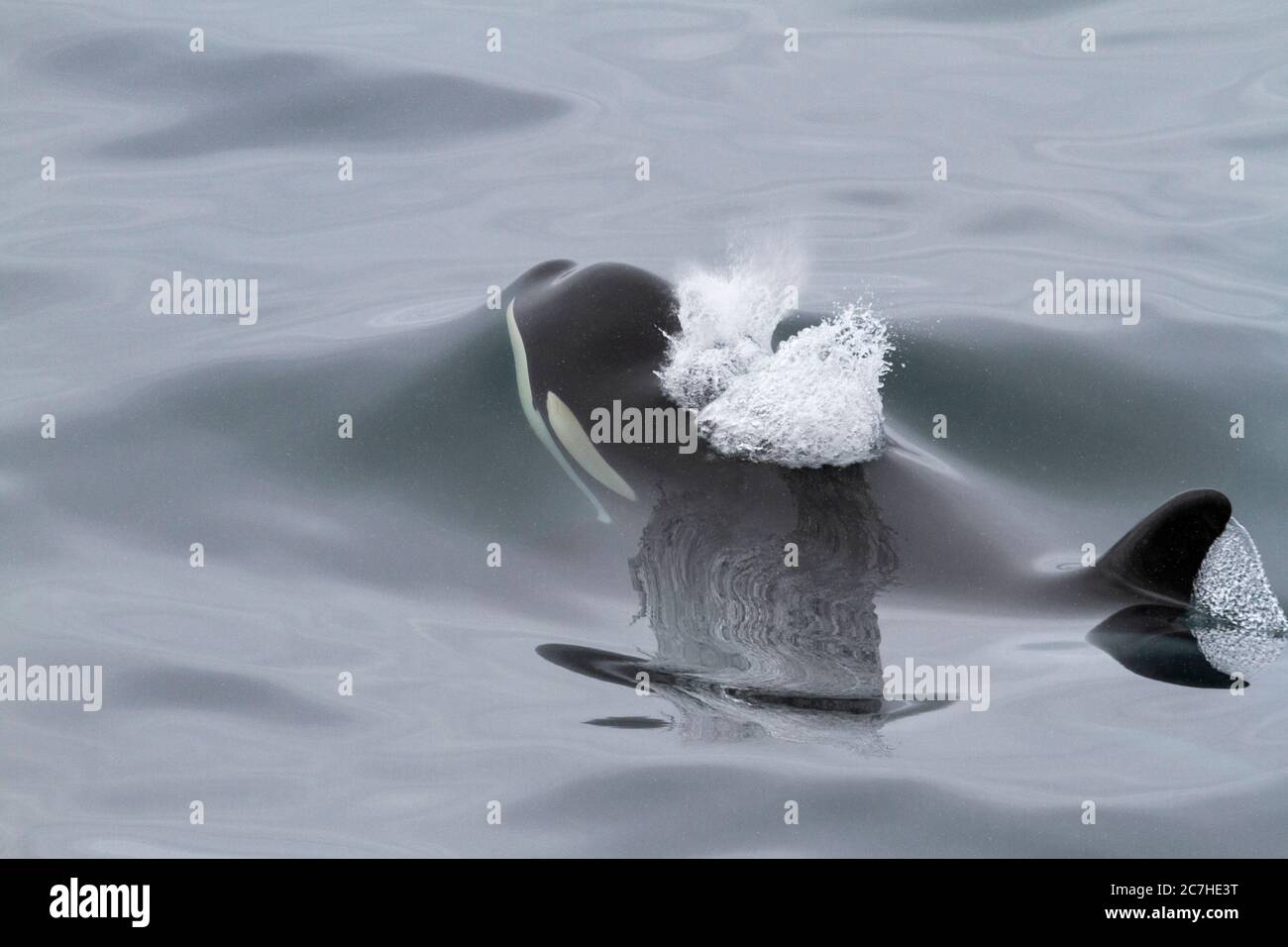 Dolphinidae hi-res stock photography and images - Alamy